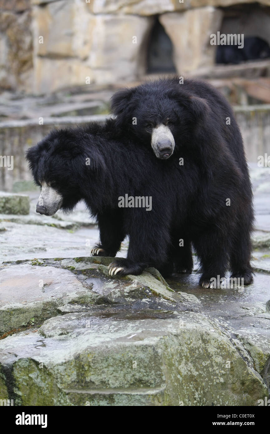 Sloth bears (Ours Lippu) trying for the next big attraction of the ...