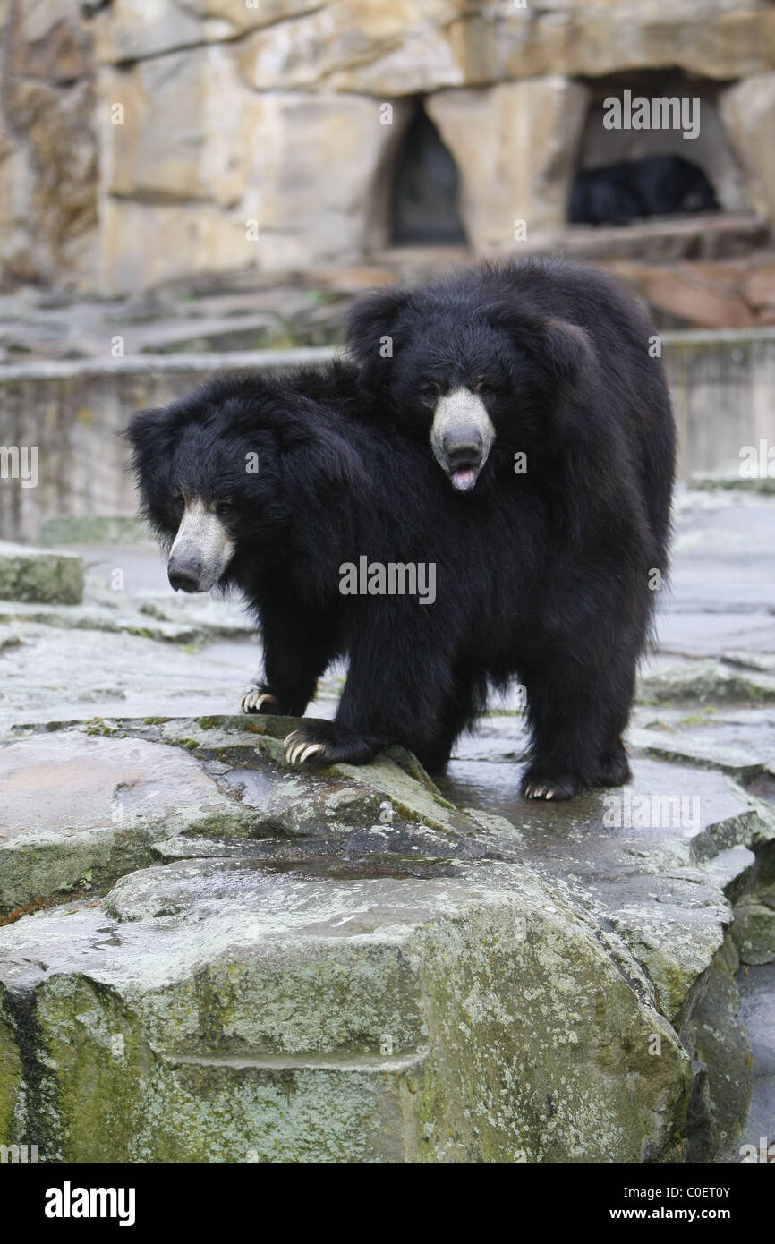 Sloth bears (Ours Lippu) trying for the next big attraction of the ...