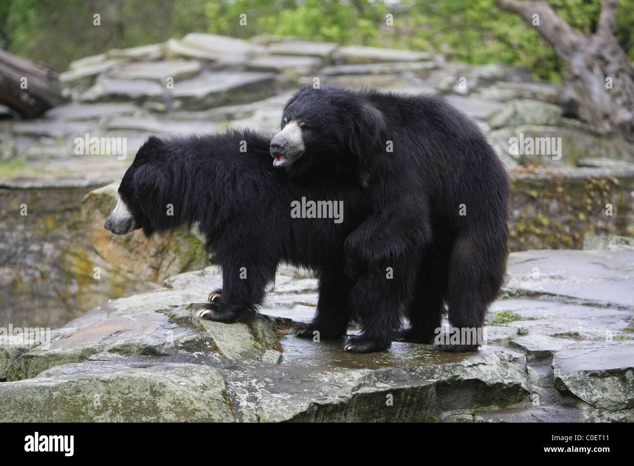 Sloth bears (Ours Lippu) trying for the next big attraction of the ...