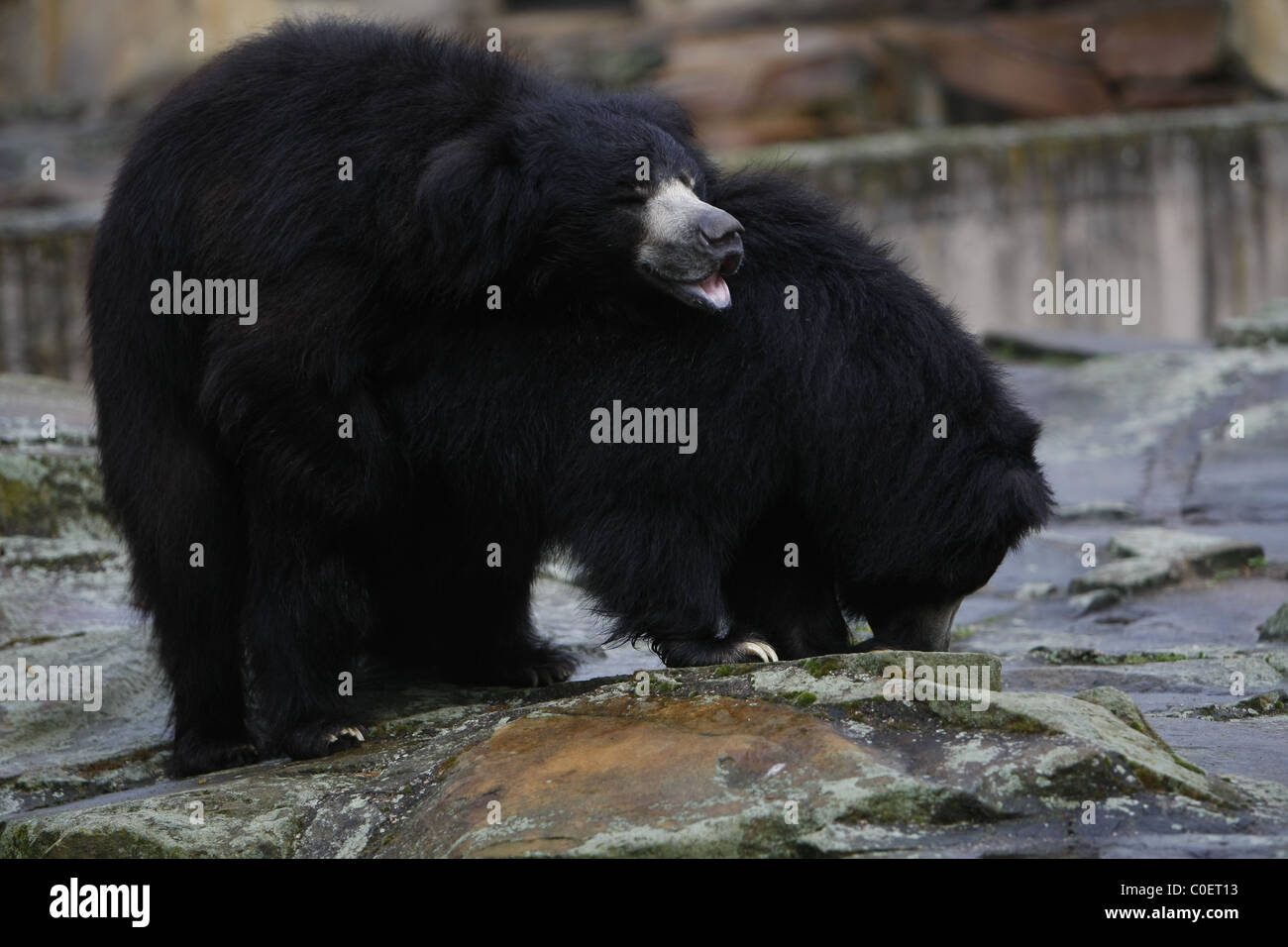 Sloth bears (Ours Lippu) trying for the next big attraction of the ...