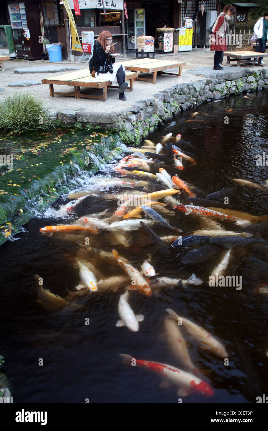Koi carp swimming in lake in Ritsurin Koen gardens, Takamatsu, Shikoku ...