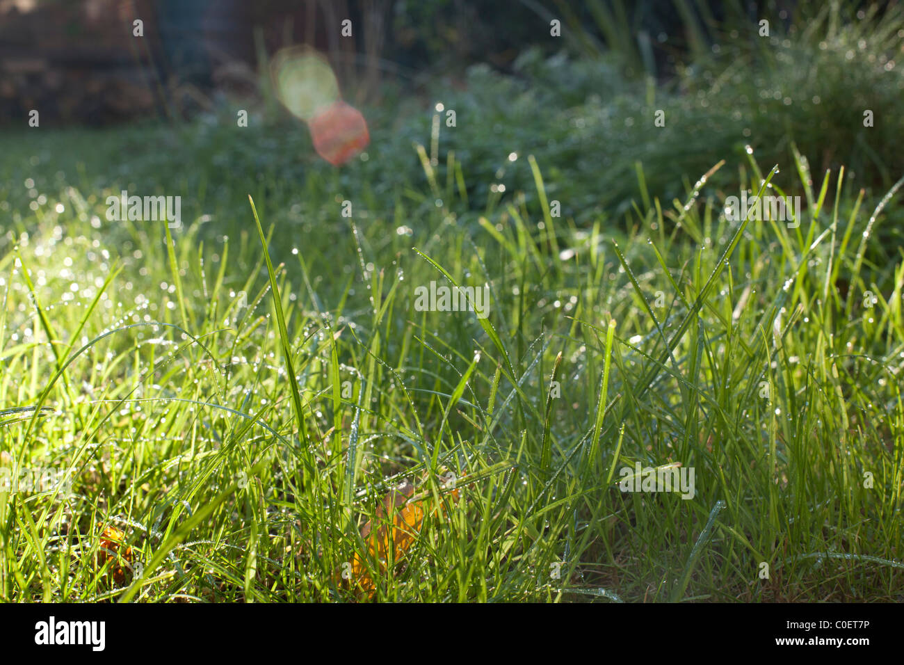 Lawn from low angle with glare Stock Photo - Alamy