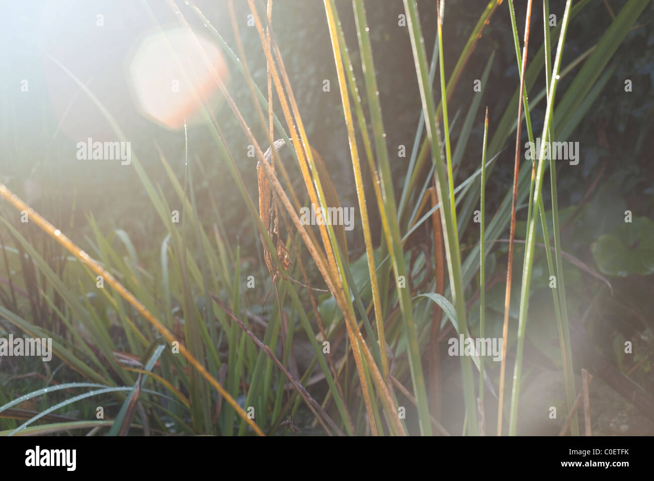 Long sun hi-res stock photography and images - Alamy