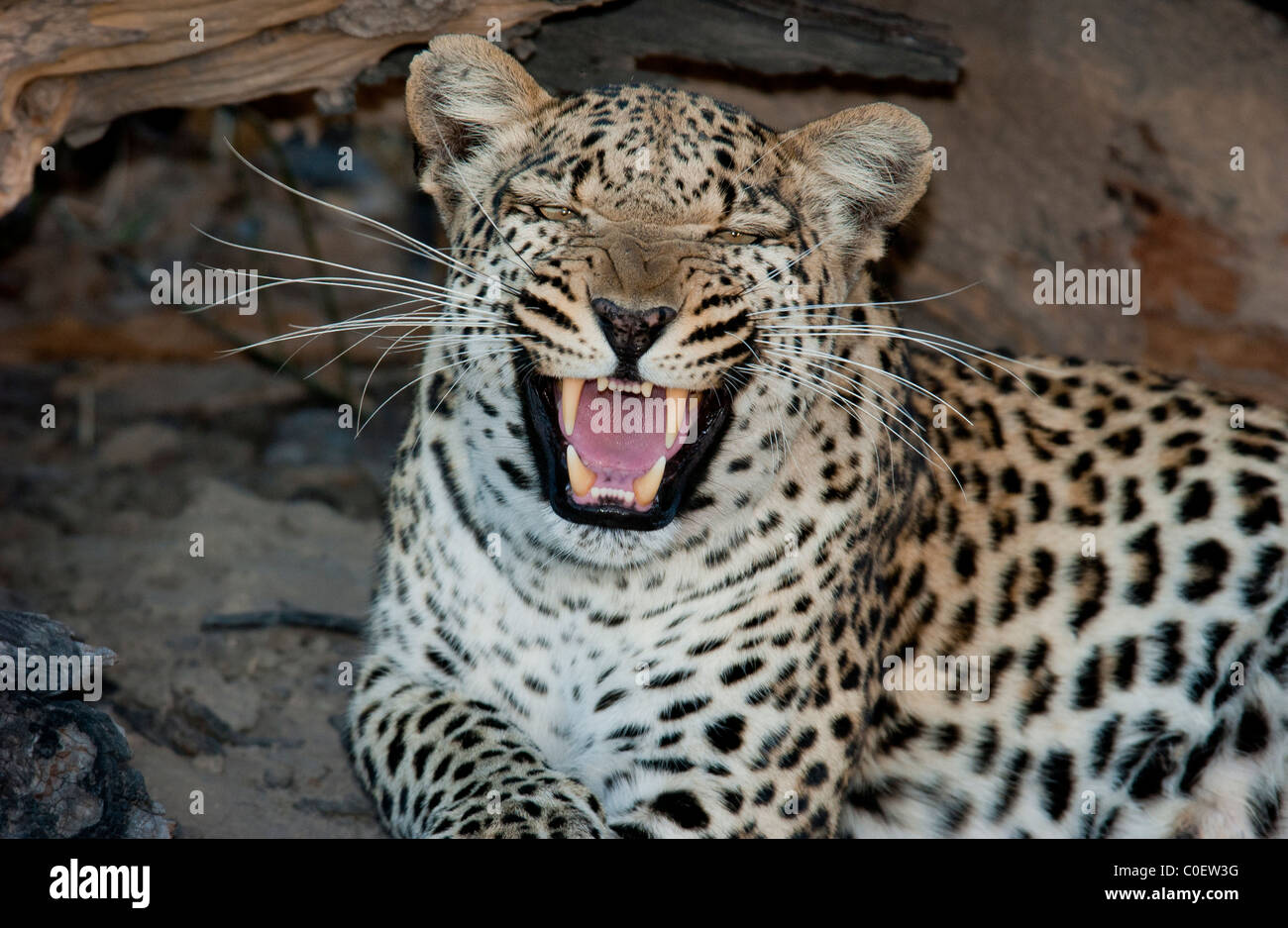 Snarling Leopard Stock