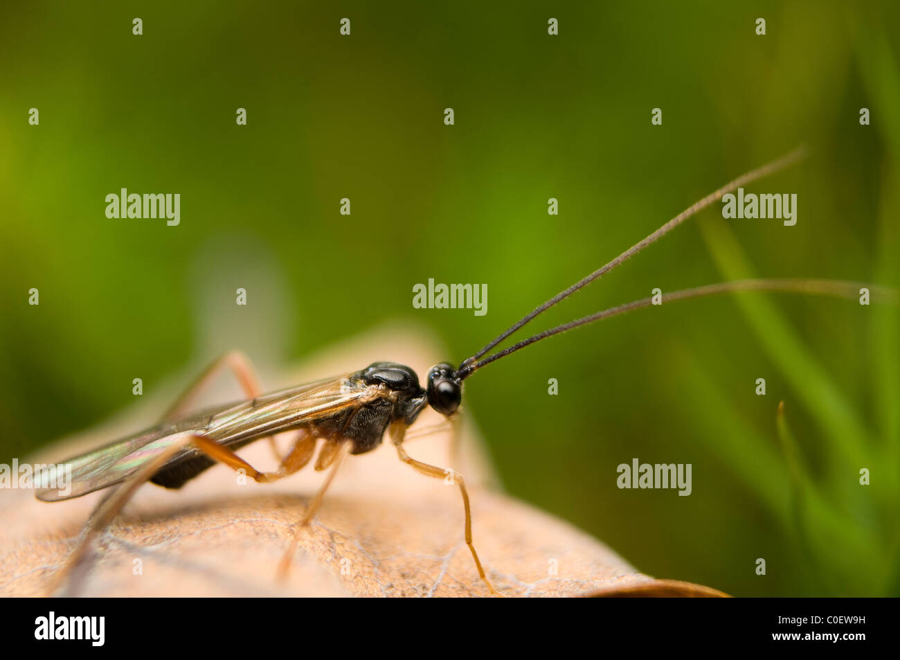 Wasp waist hi-res stock photography and images - Alamy