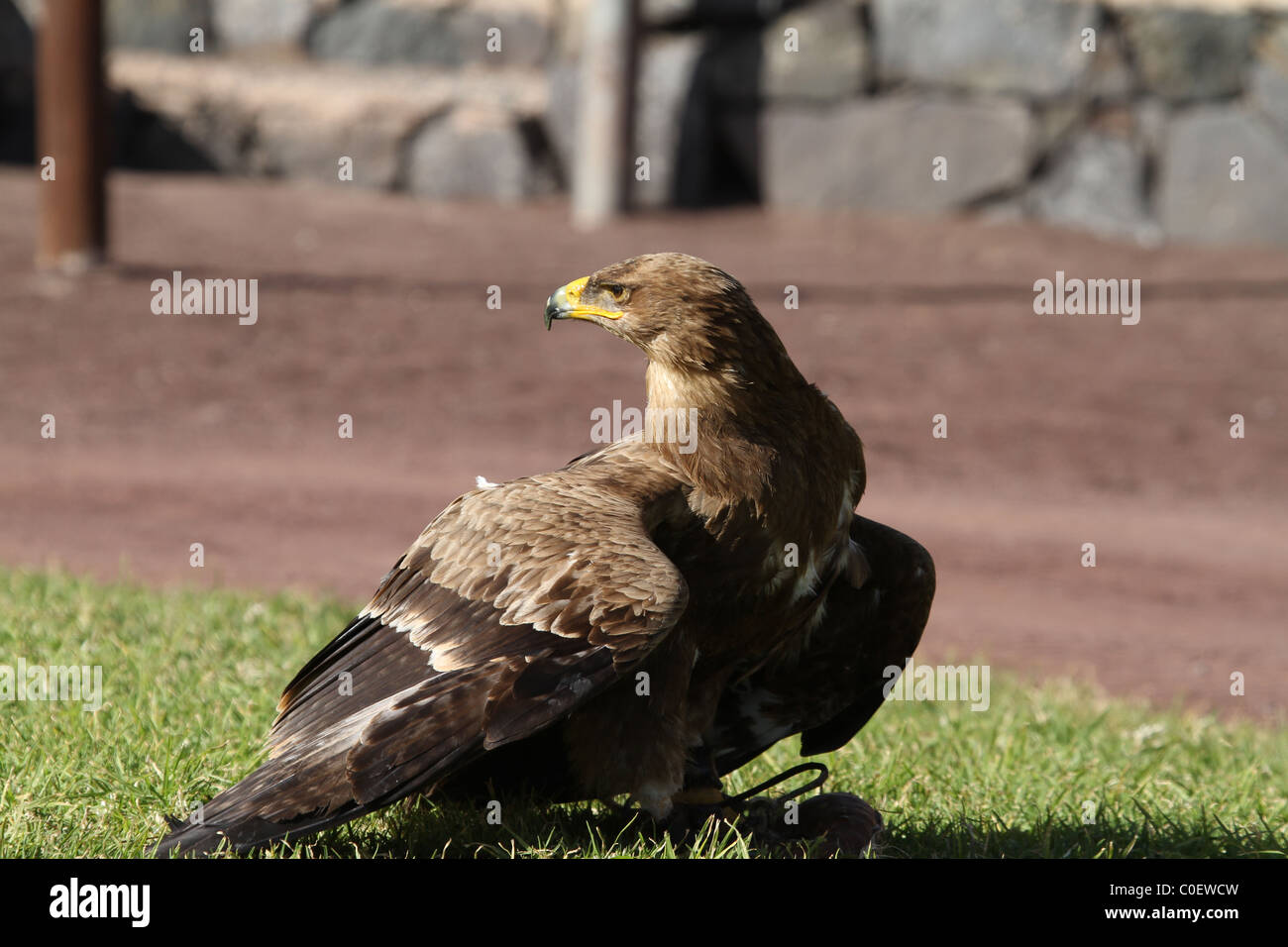 Bird of prey large brown eagle closeup Stock Photo - Alamy