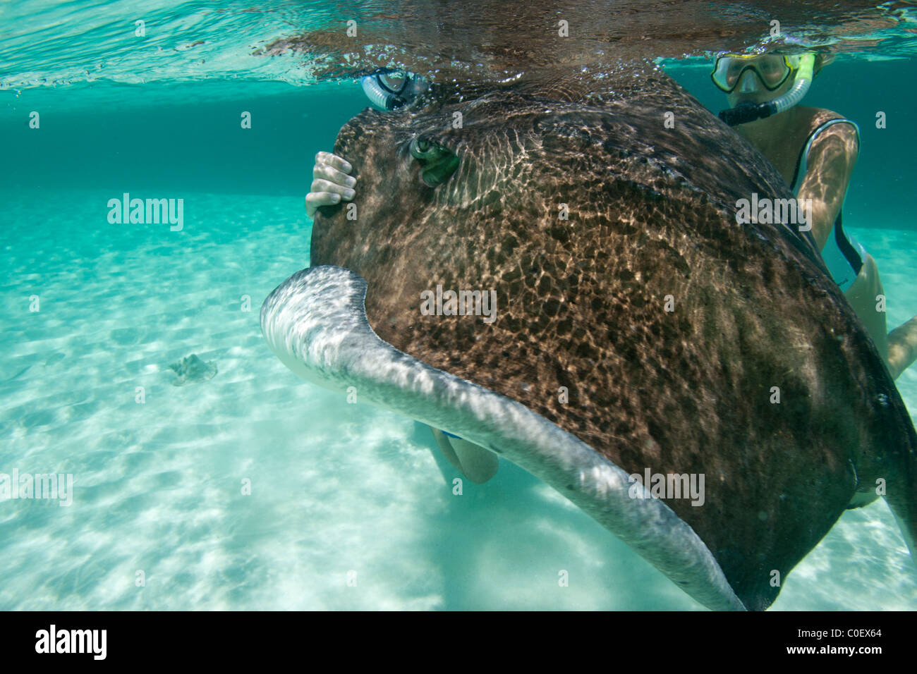 Couple interacts with stingray Stock Photo - Alamy