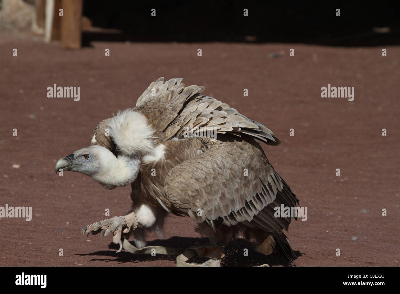 Griffon vulture Large bird of prey closeup Stock Photo - Alamy