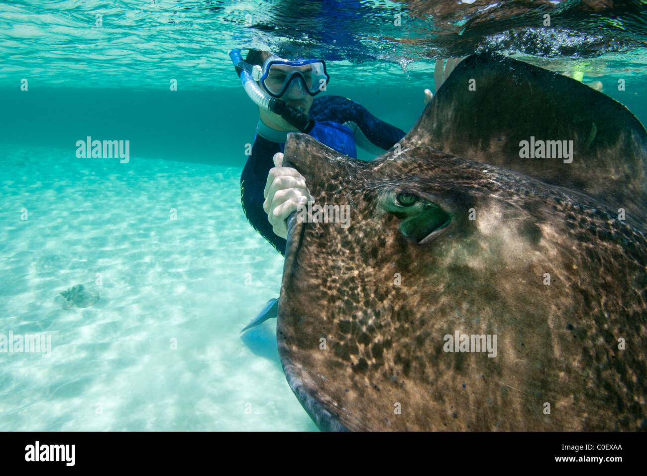 Young man interacts with stingray Stock Photo - Alamy