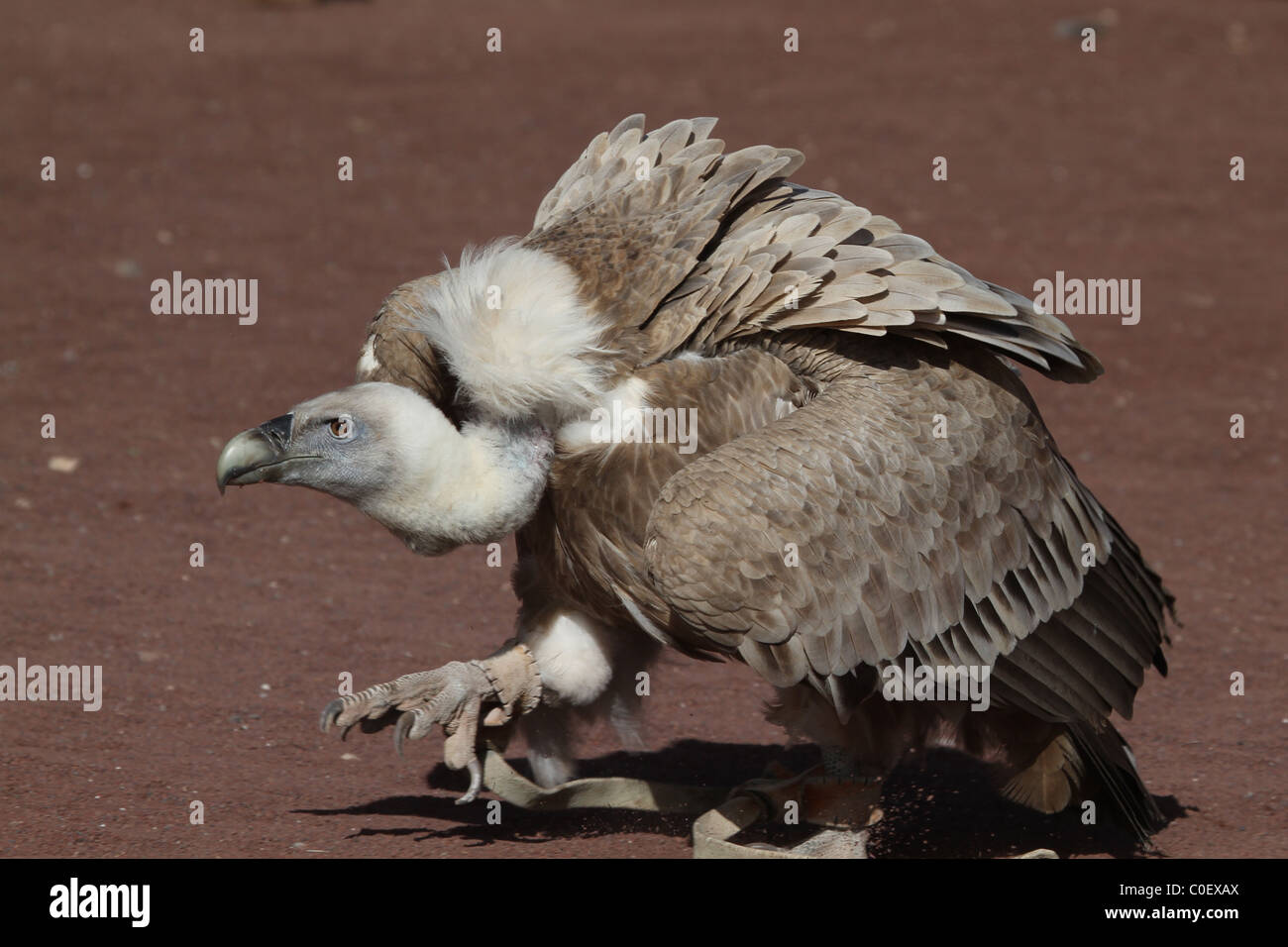 Large bird of prey hi-res stock photography and images - Alamy