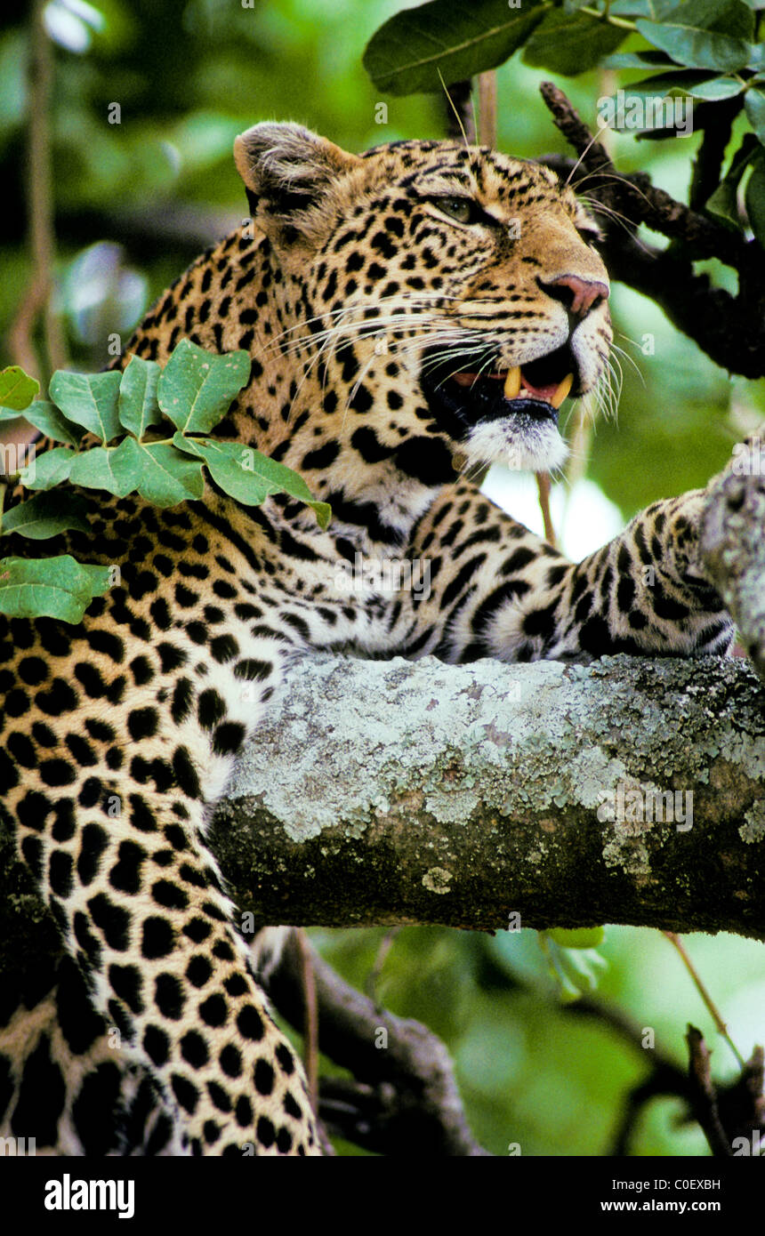 Resting reclining botswana hi-res stock photography and images - Alamy