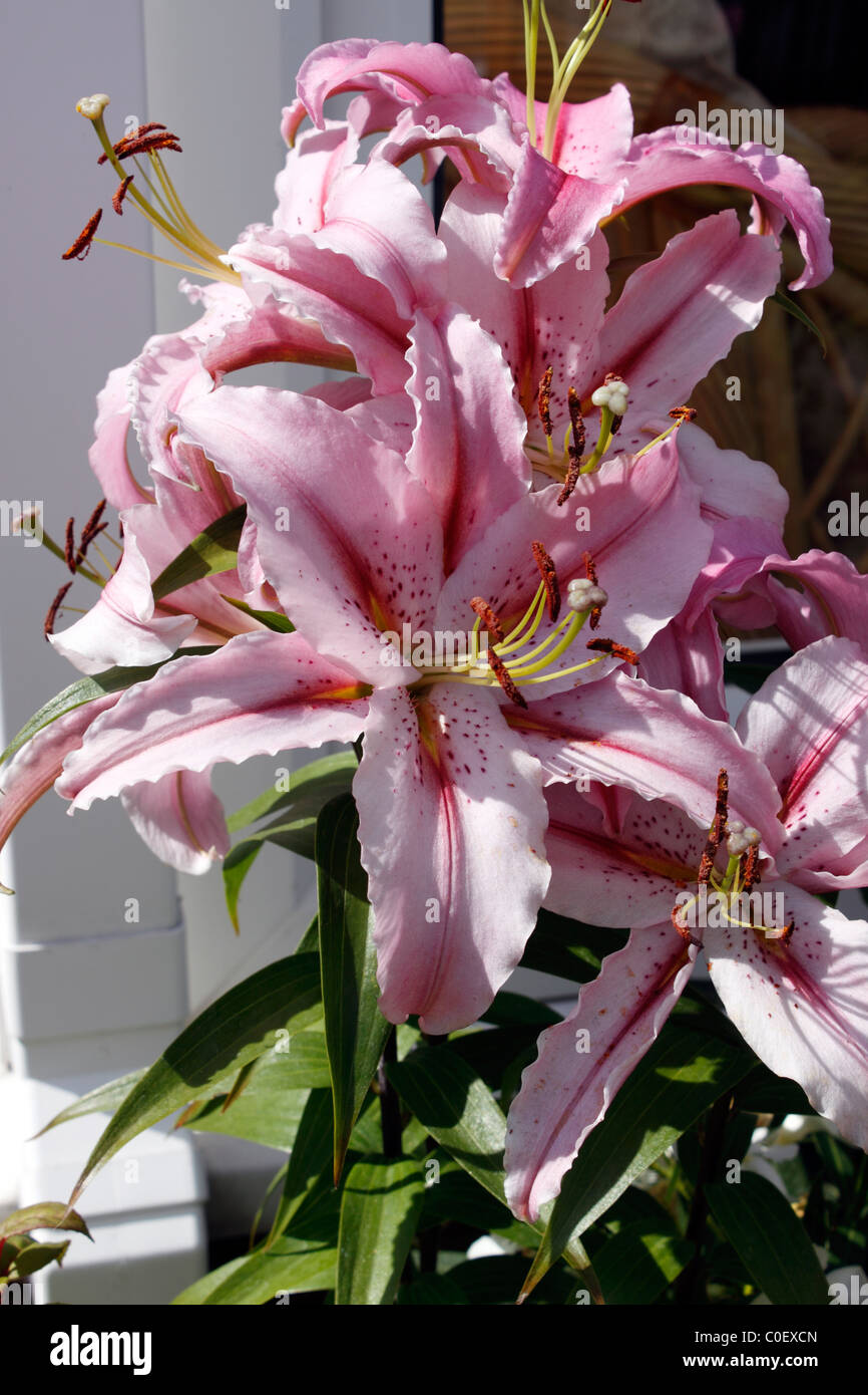 LILIUM SPEED STAR. LILY Stock Photo - Alamy