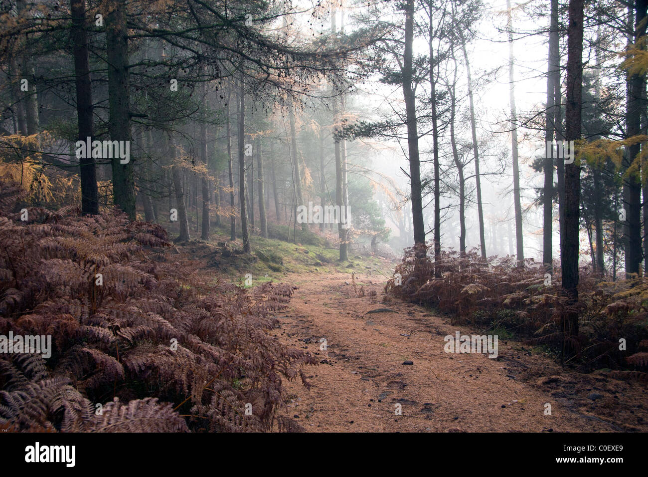 Forest glade path track hi-res stock photography and images - Alamy