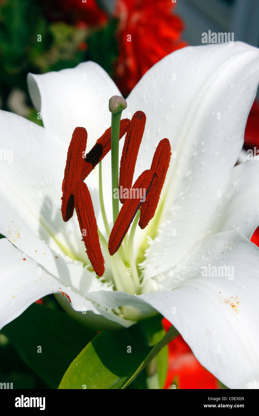 LILIUM SIMPLON. ASIATIC LILY Stock Photo - Alamy