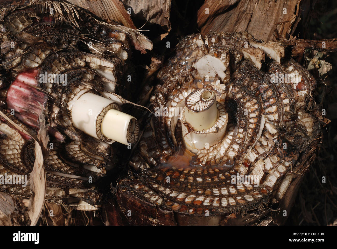 cross section of banana plant Stock Photo - Alamy