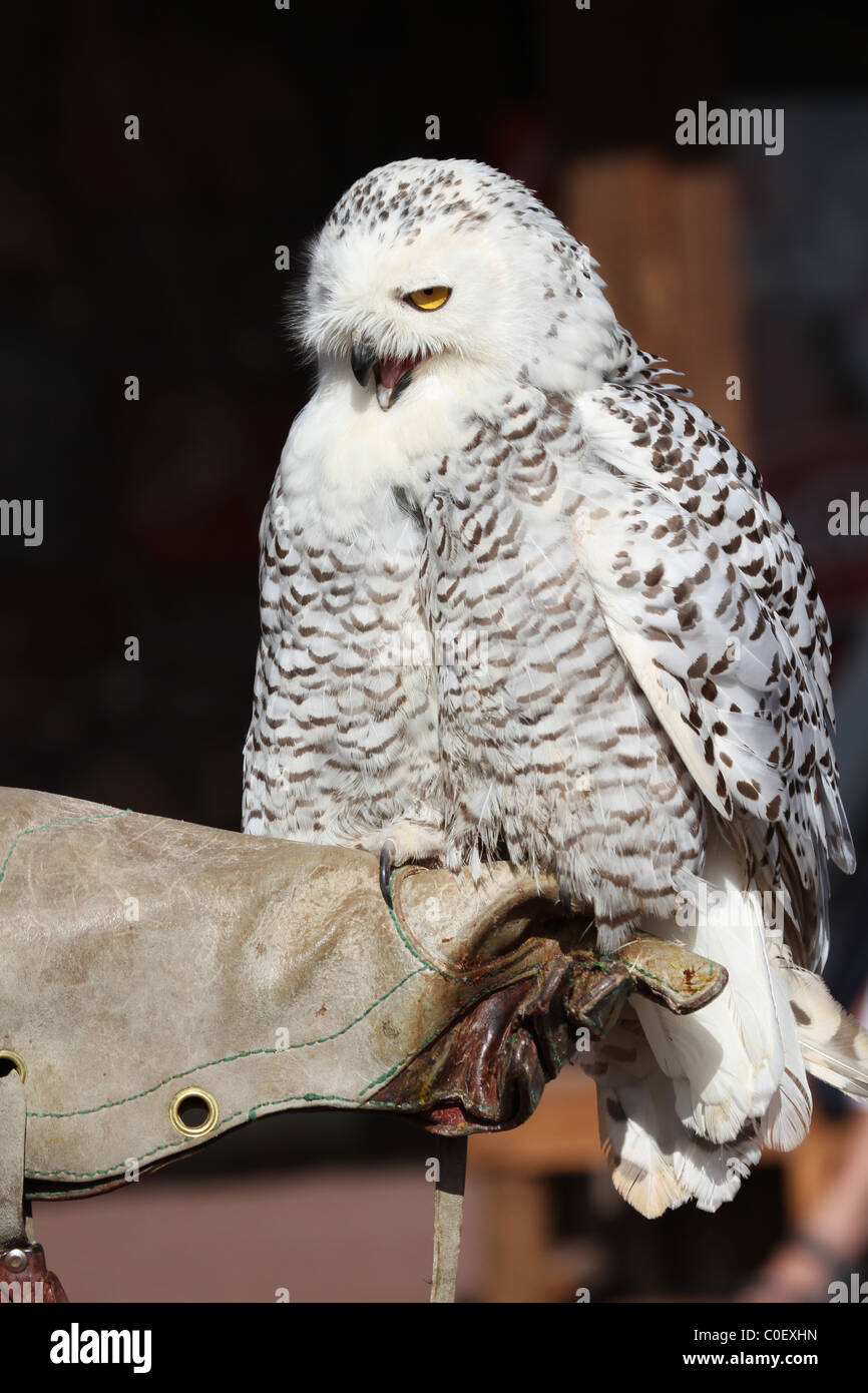Snowy Owl large bird of prey closeup Stock Photo - Alamy