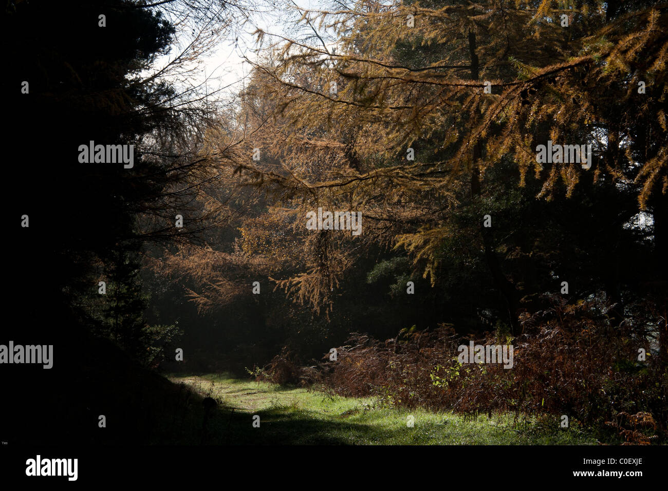 Brake beams hi-res stock photography and images - Alamy