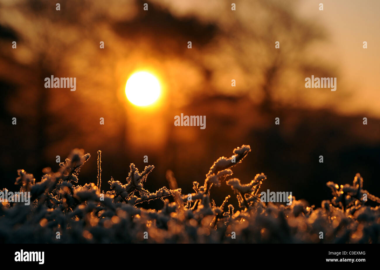 FROST COVERED HEDGEROW HACKNESS SCARBOROUGH SCARBOROUGH NORTH YORKSHIRE ...