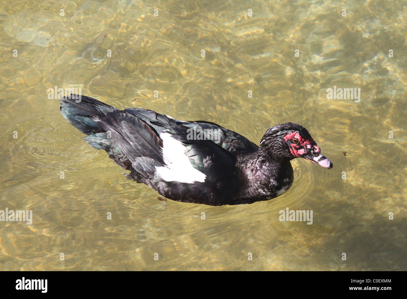 Domestic drake muscovy duck hi-res stock photography and images - Alamy