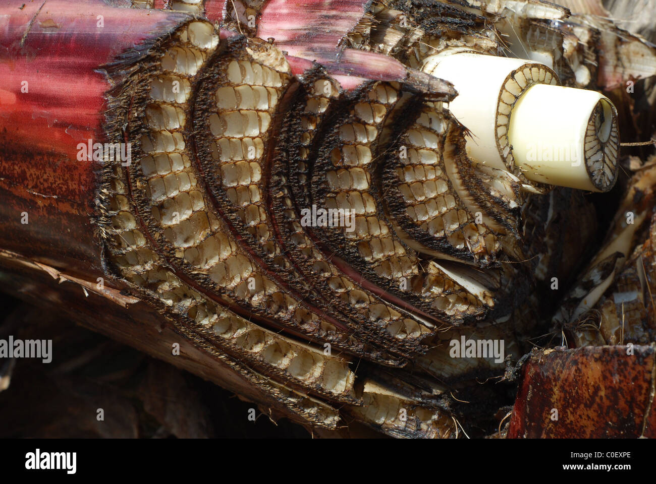 Cross section of a banana tree hi-res stock photography and images - Alamy