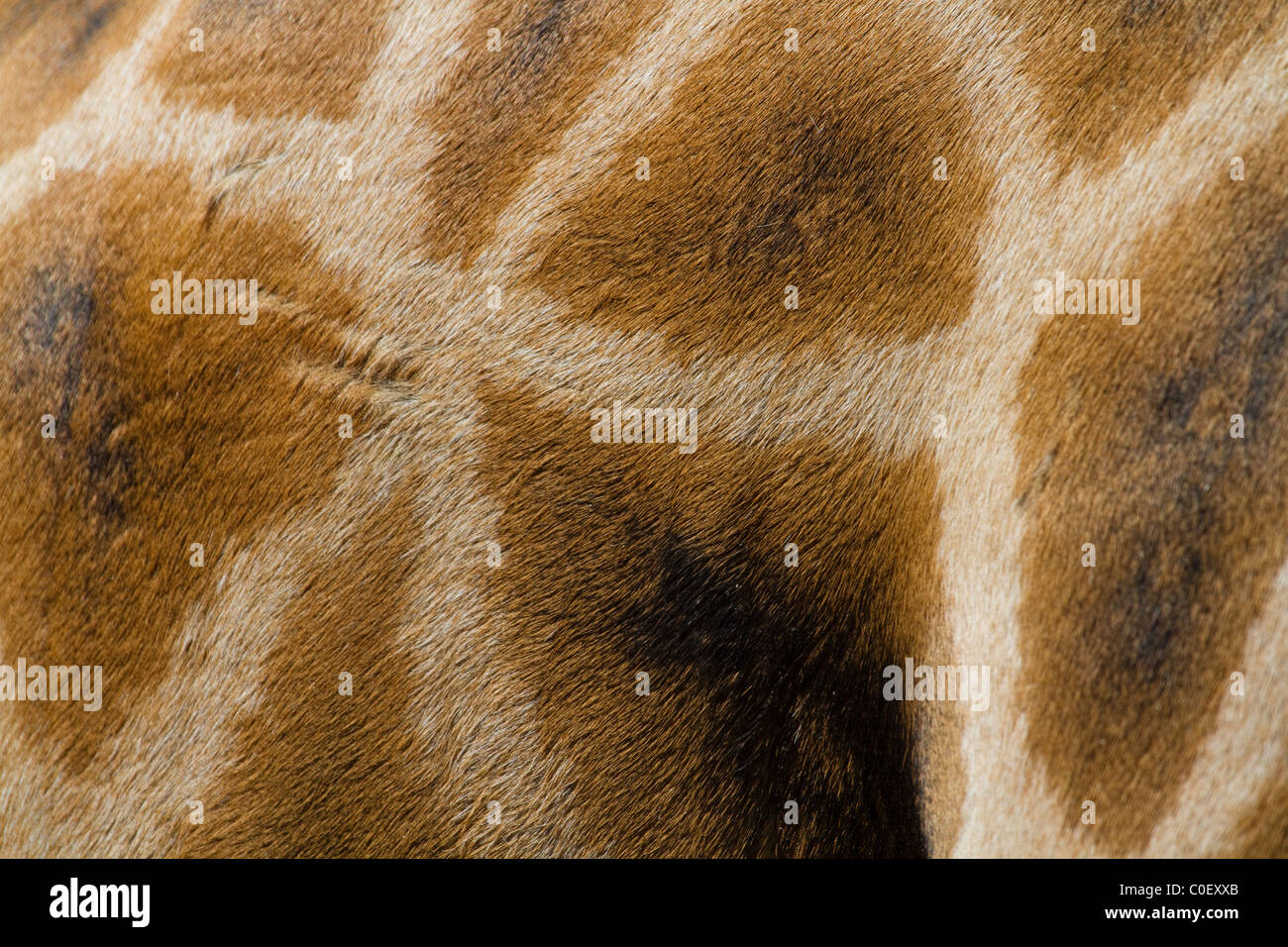 Giraffe animal skin background very close up Stock Photo - Alamy