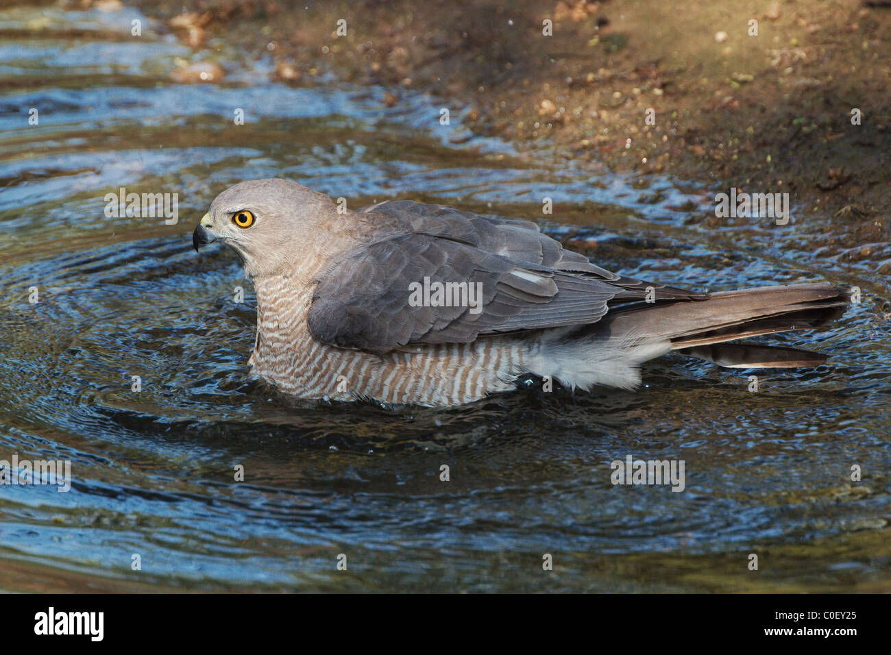 Banded goshawk hi-res stock photography and images - Alamy