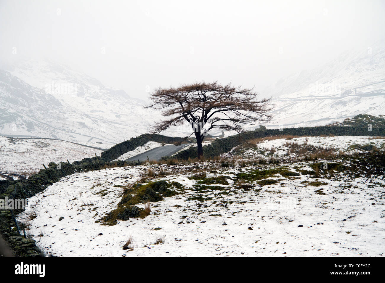 The Struggle in winter Stock Photo - Alamy