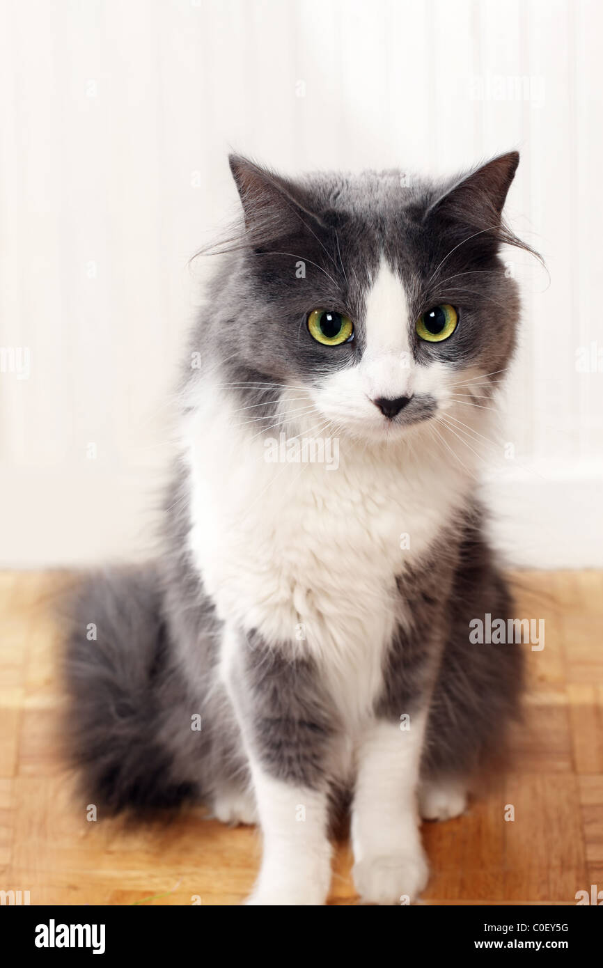 Staring cat hi-res stock photography and images - Alamy
