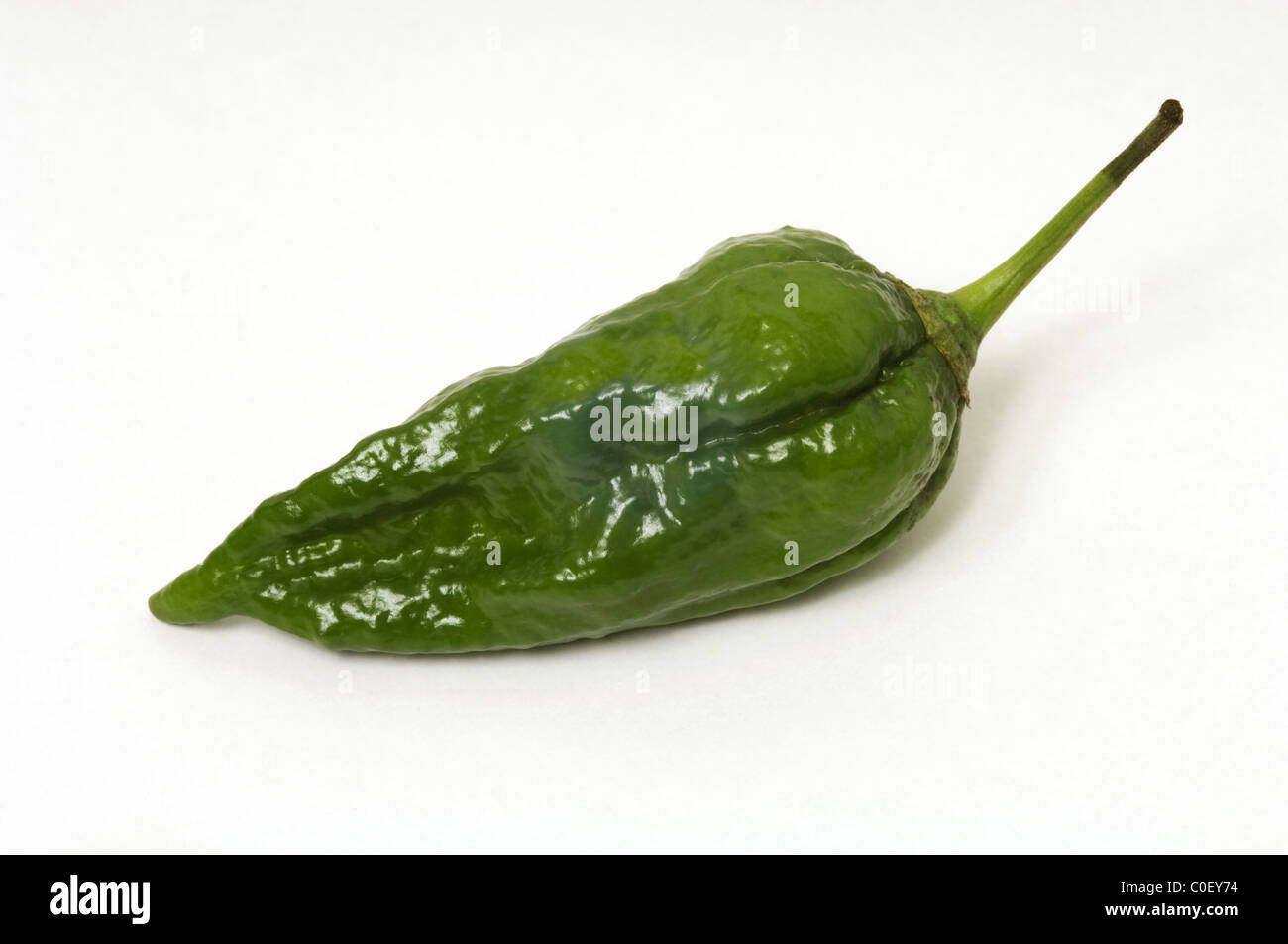 Dorset Naga Chilli on white background Stock Photo - Alamy