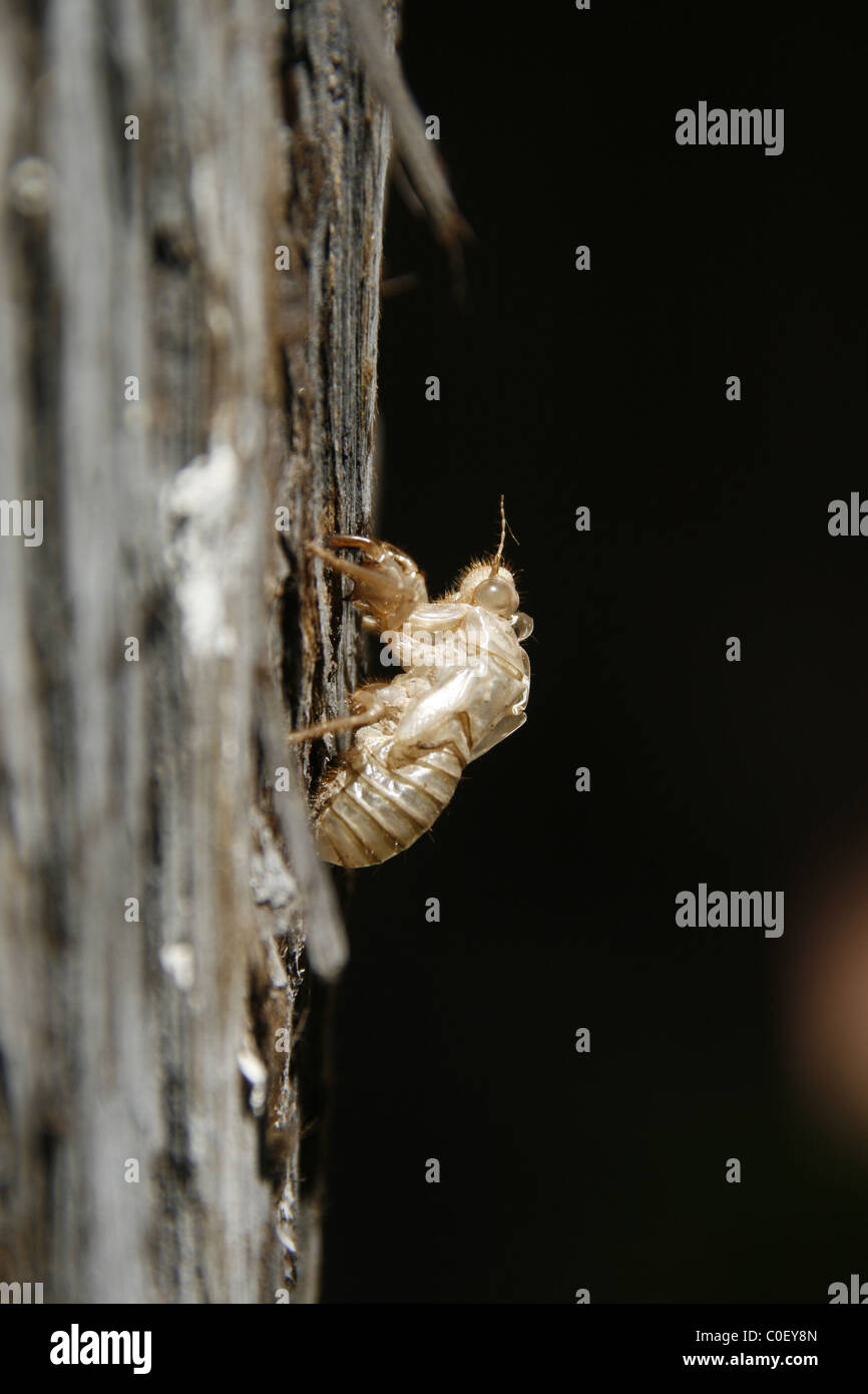 Pupae shell hi-res stock photography and images - Alamy