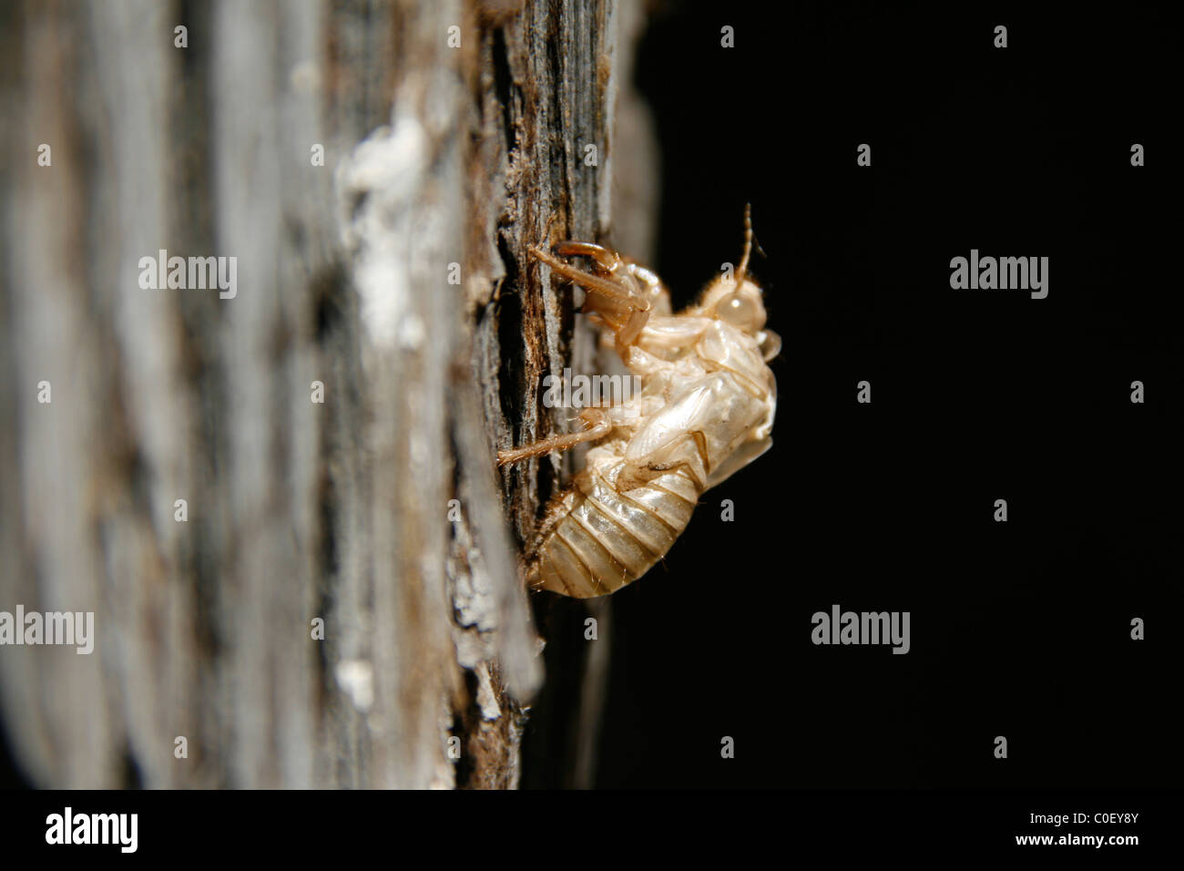 insect shell body on tree in sun Stock Photo - Alamy