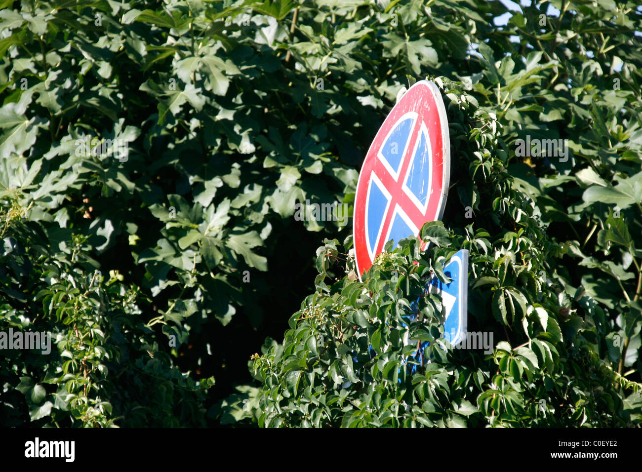 Road sign covered by foliage hi-res stock photography and images - Alamy