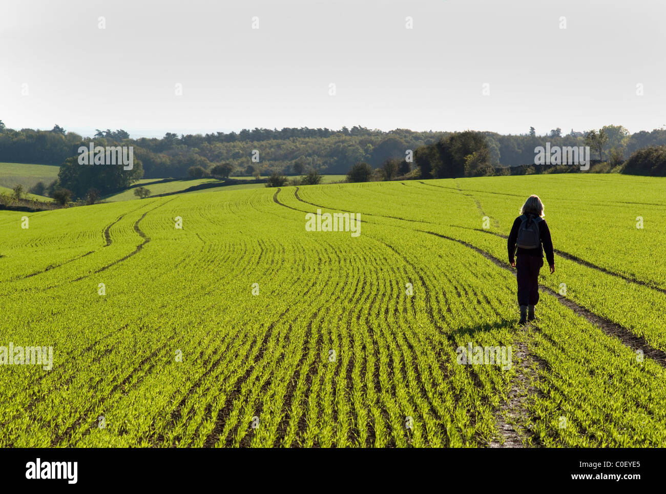 Walking field uk back hi-res stock photography and images - Alamy