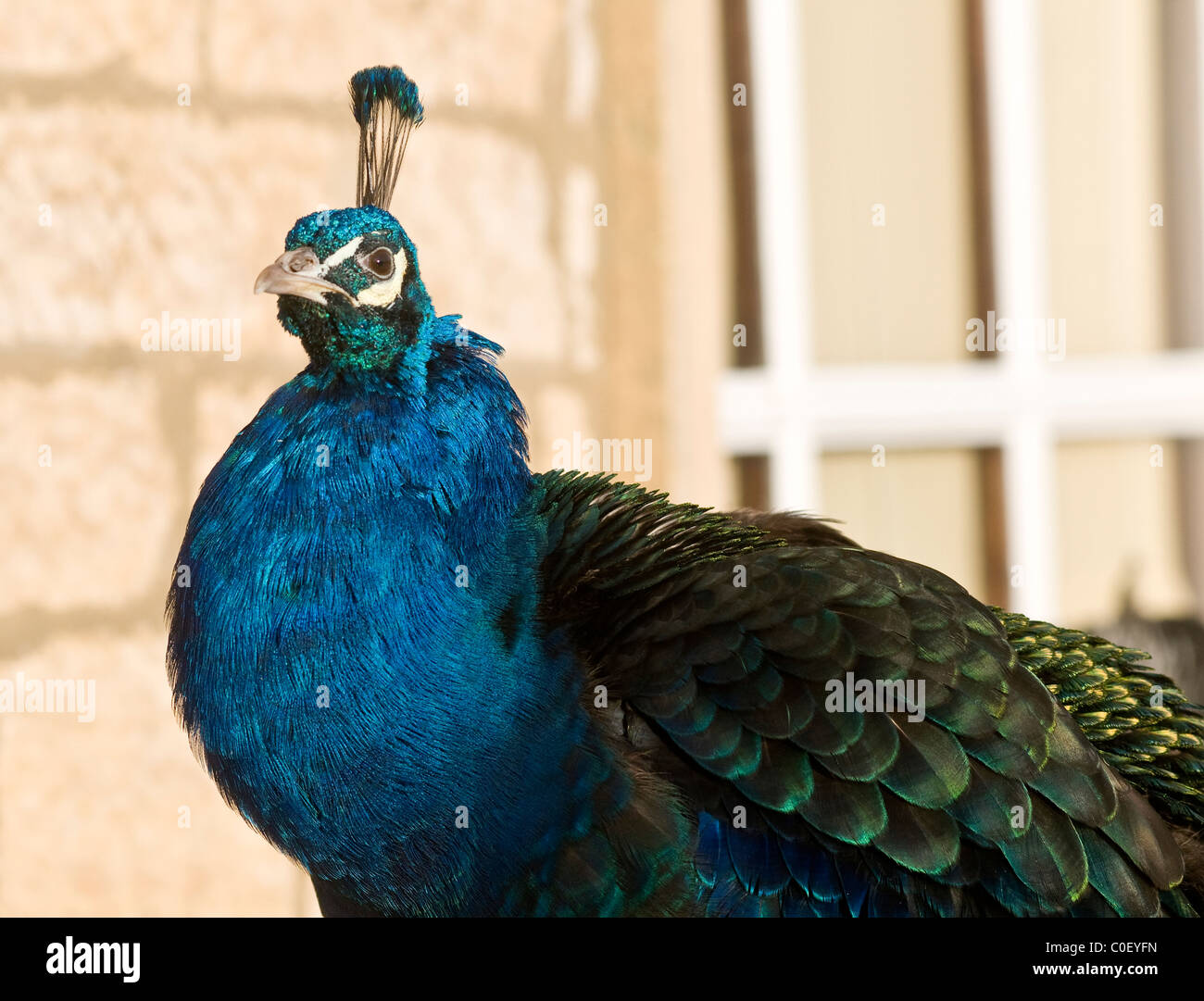 Side view of a male peacock hi-res stock photography and images - Alamy