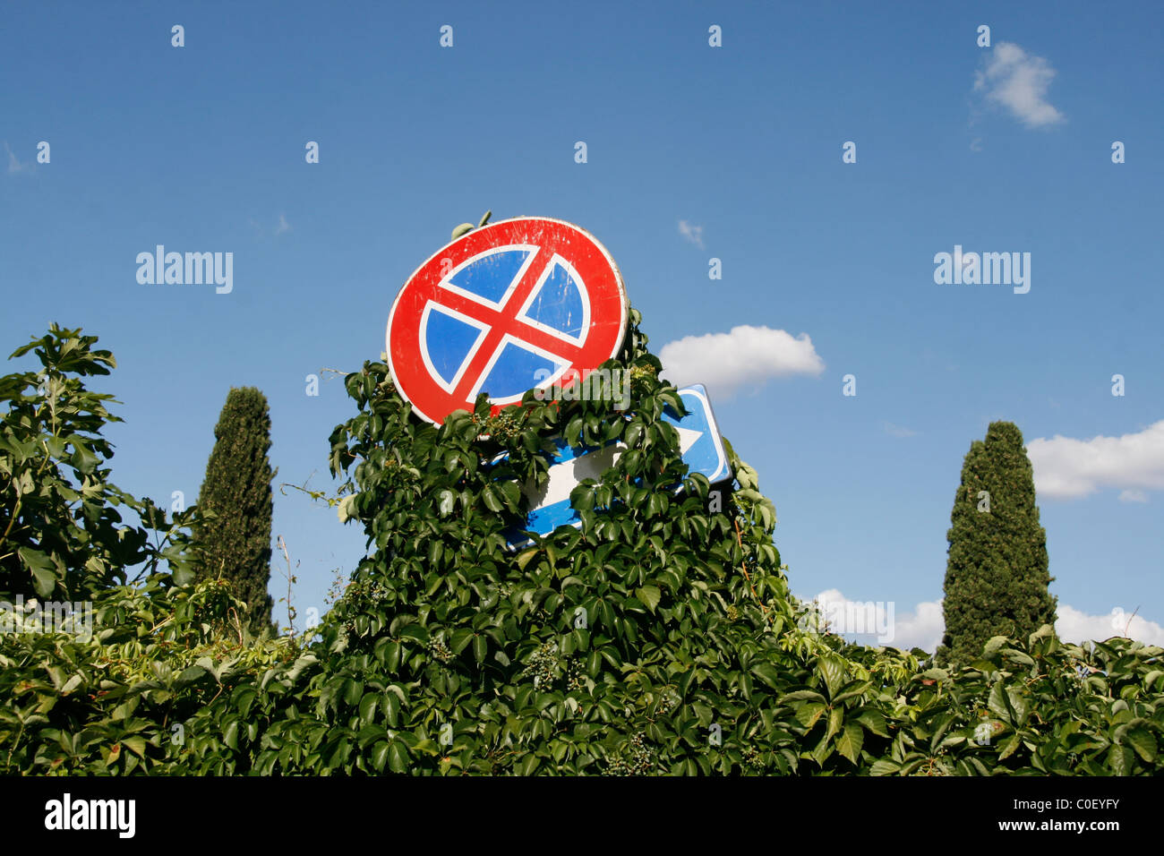 road traffic sign covered with ivy leaves Stock Photo - Alamy