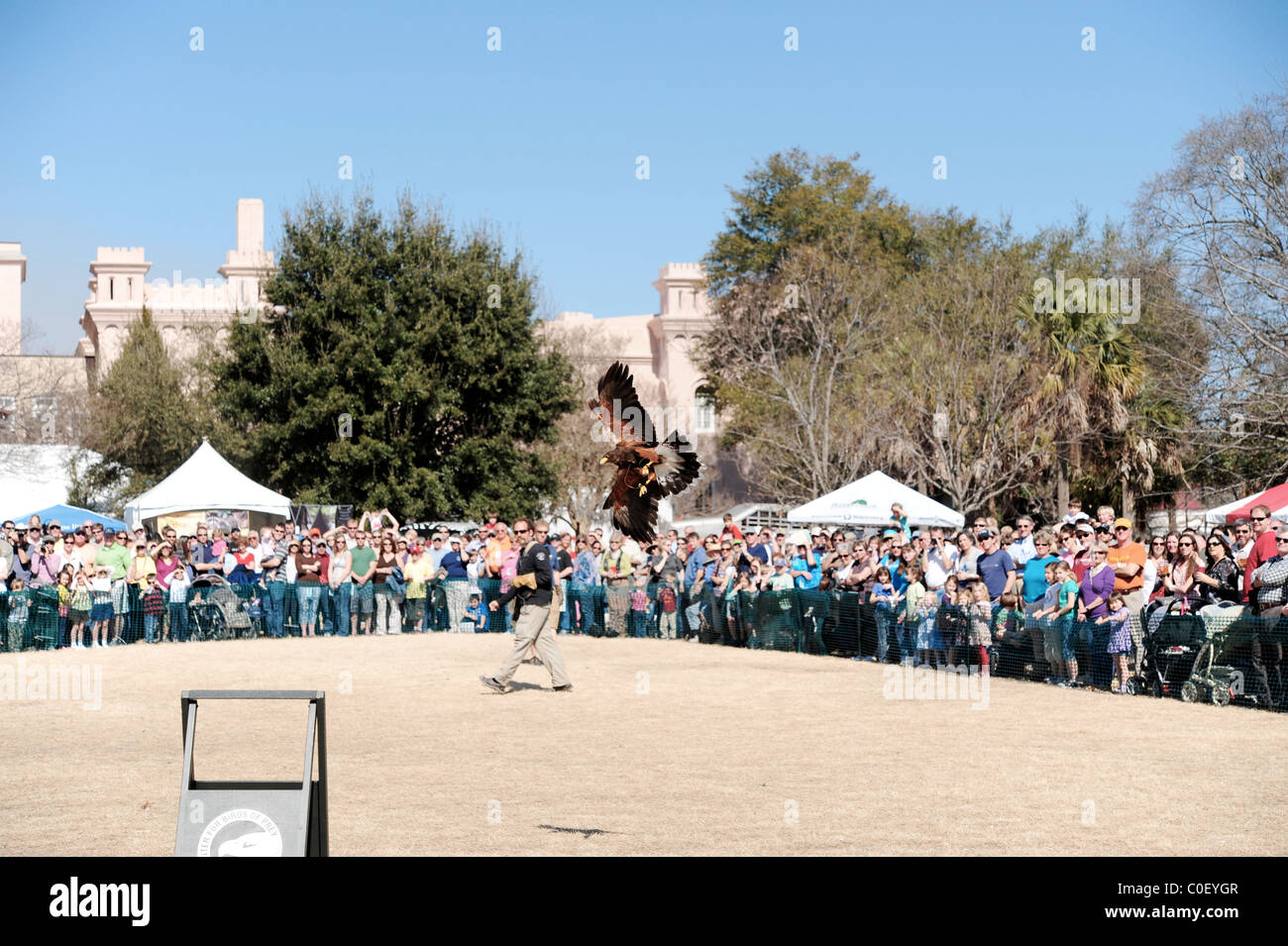 Harris hawk in flight demonstration at birds of prey Stock Photo - Alamy