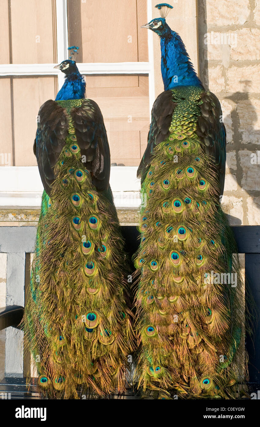 Two peacocks hi-res stock photography and images - Alamy