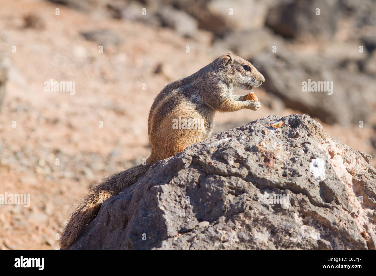 Now breeding hi-res stock photography and images - Alamy