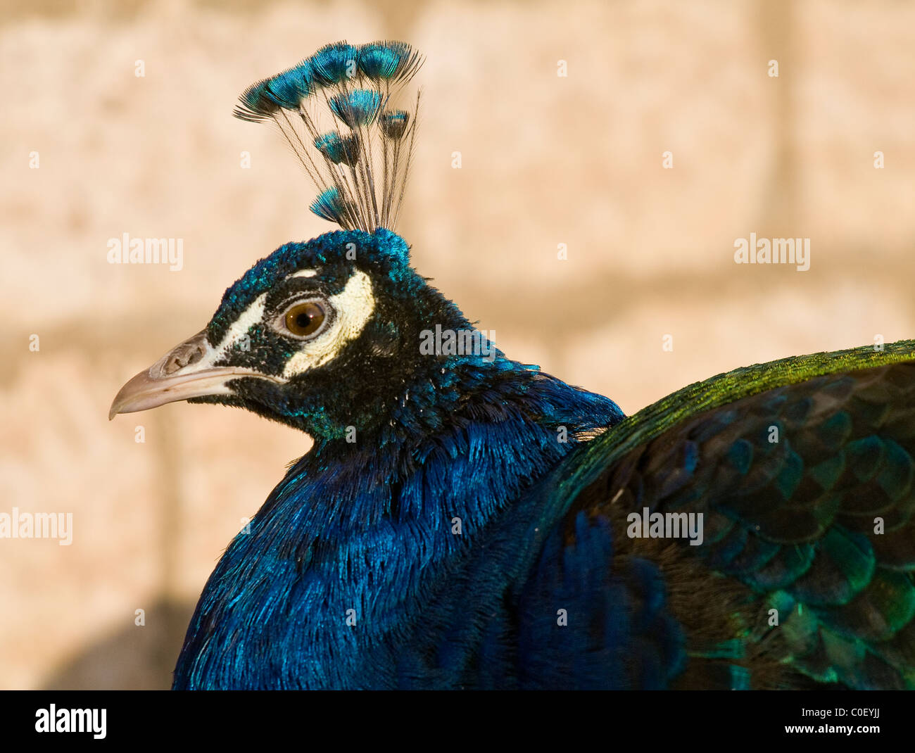 A peacock, close up Stock Photo - Alamy