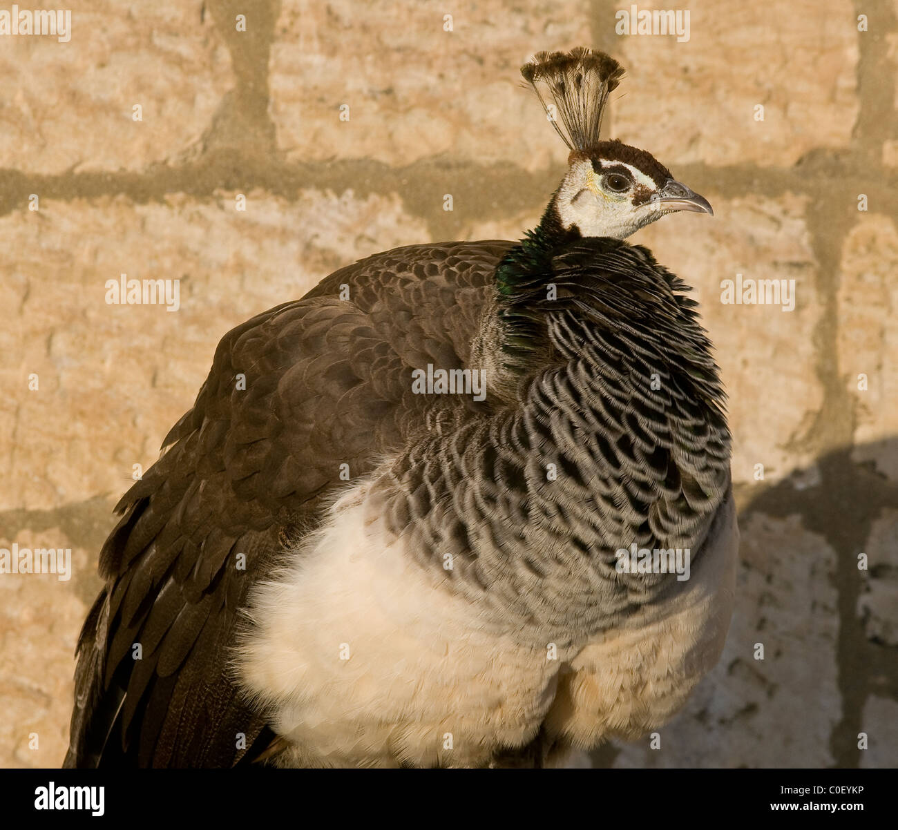 Peahen bird hi-res stock photography and images - Alamy