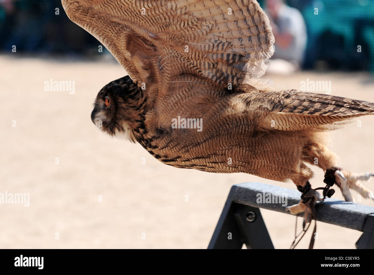 Great Horned Owl taking off with 15 foot tether cord Stock Photo - Alamy