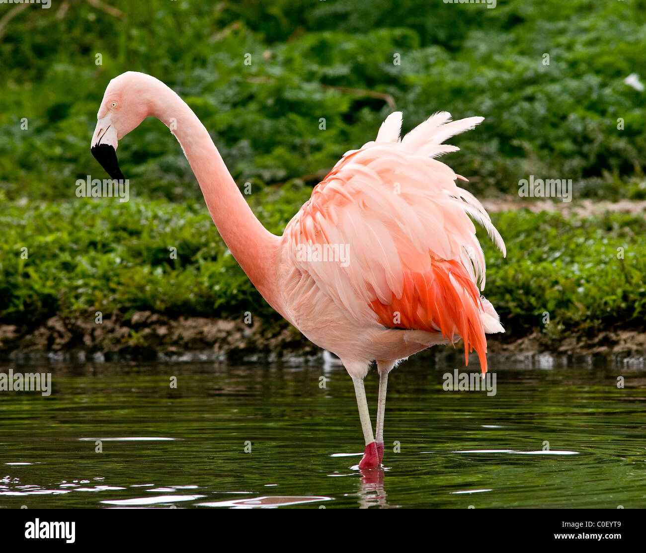 Flamingo standing hi-res stock photography and images - Alamy