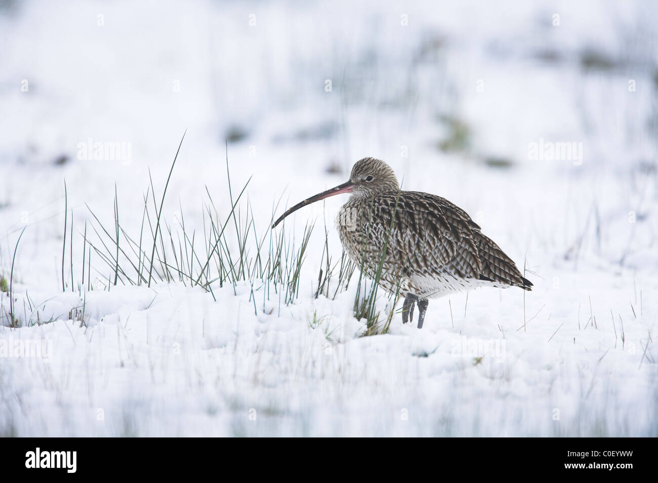 Eurasian Curlew Numenius arquata foraging in snow-covered field at ...
