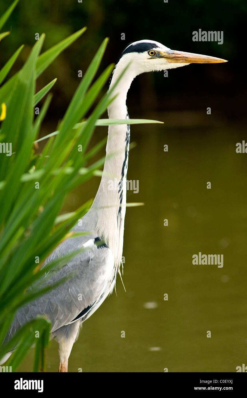 A grey heron Stock Photo - Alamy