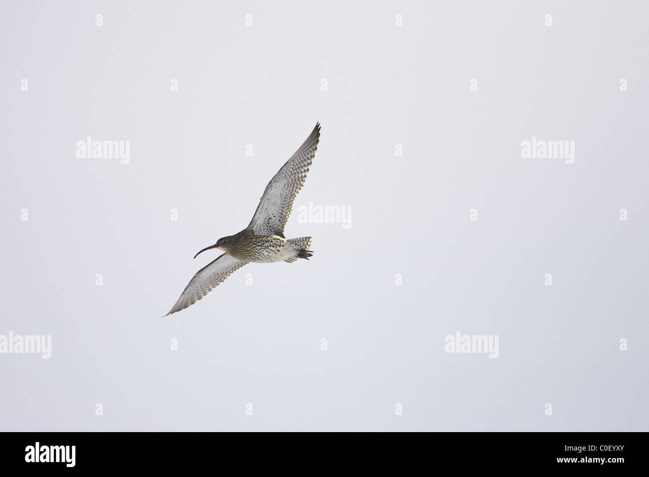 Eurasian curlew wings hi-res stock photography and images - Alamy