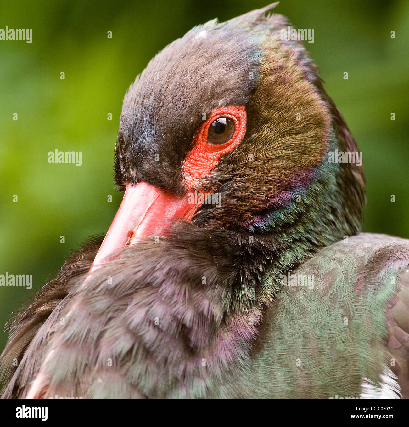Stork close up hi-res stock photography and images - Alamy