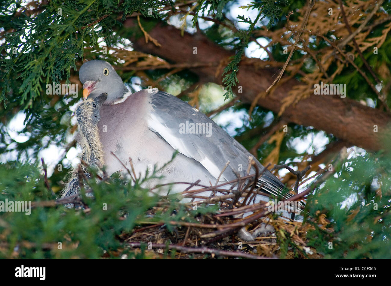 Wood pigeon nest hi-res stock photography and images - Alamy