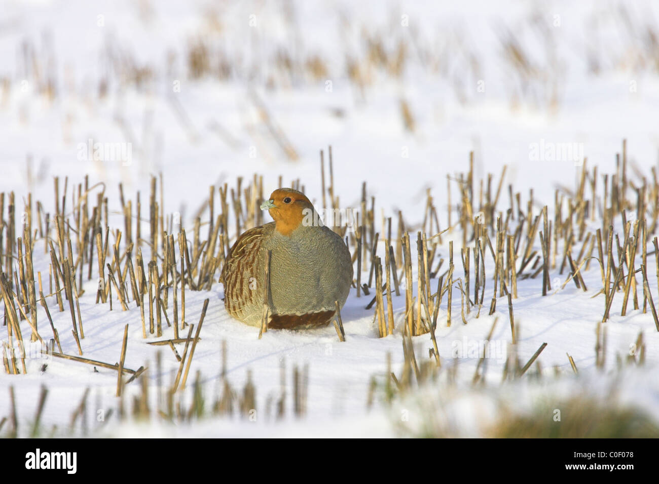 Grey partridge stubble field hi-res stock photography and images - Alamy