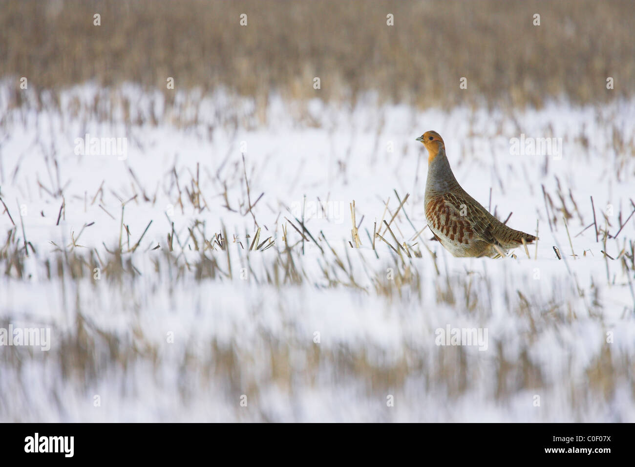 Grey partridge stubble field hi-res stock photography and images - Alamy