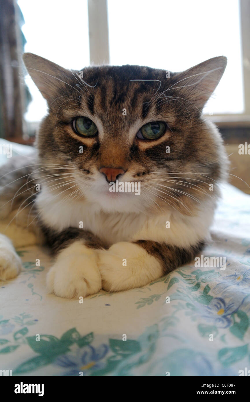 The Siberian cat lies on a bed, Moscow Region, Russia Stock Photo - Alamy